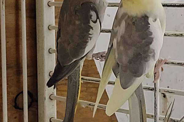 Bonded Pair of Cockatiels