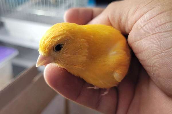 Canary