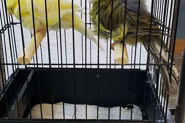 Gorgeous Pair of Parisian Frill Canaries - ready to breed & free shipping!
