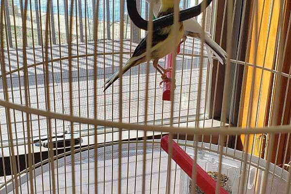 Variegated Russian Canary 2023 Pair ( male & female) Free Shipping