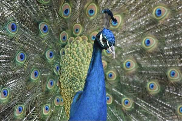 India Blue Adult Peacock