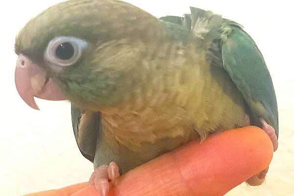 Turquoise/Mint Green Cheek Conure - Celeste