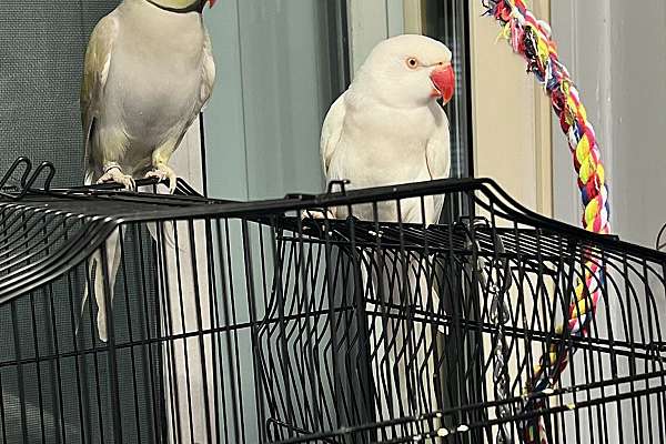 Indian ringneck bonded pair
