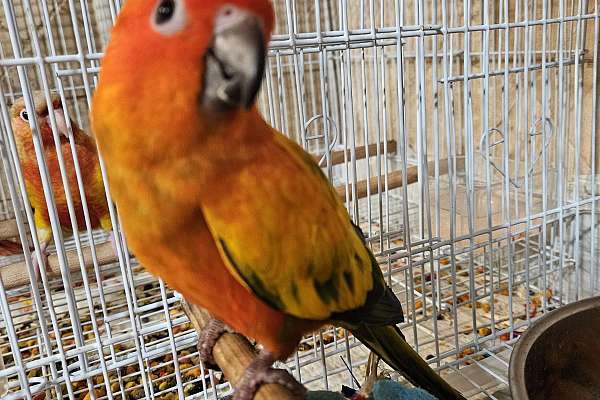 Red Factor High Yellow Sun Conure Vedder Feathered Friends Fort Worth Texas