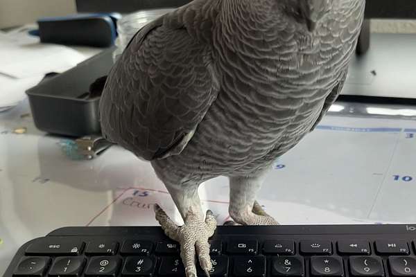 African Grey named Blue (Orange County CA)