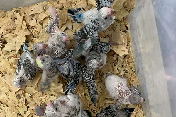 Parakeets babies hand fed