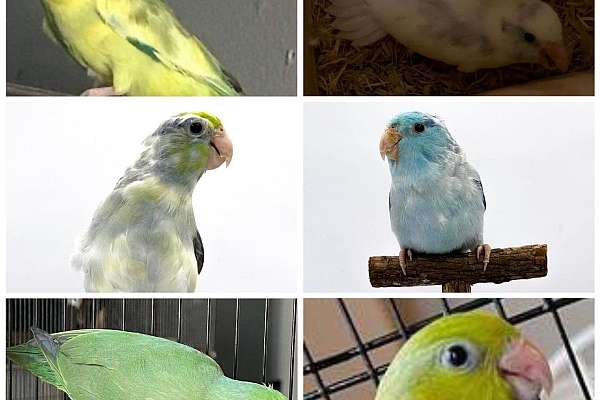 Parrotlet Breeding Pairs