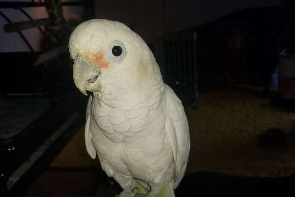 Goffin Cockatoo