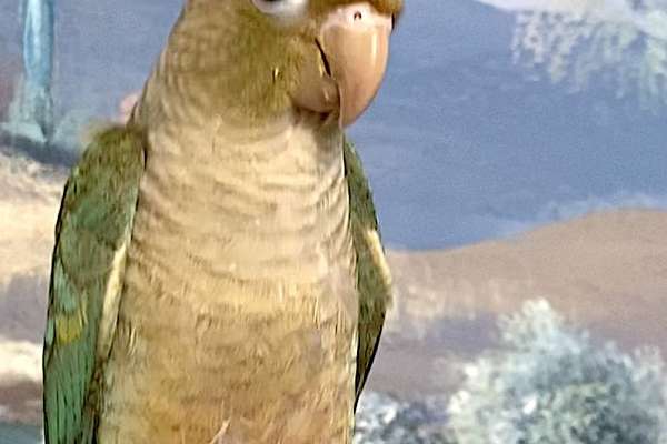 Cinnamon Turquoise Green Cheek Conure - Hand Fed - Weaned