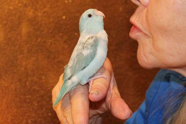 Blue and White - Hand Fed - Parrotlet