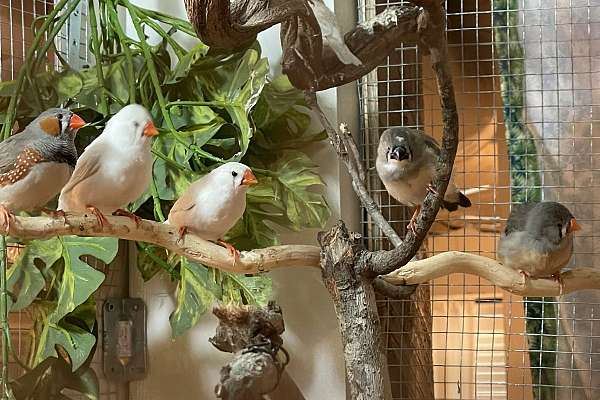 Finches and Diamond doves