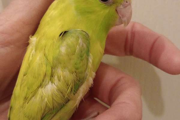 Male pied Parrotlet