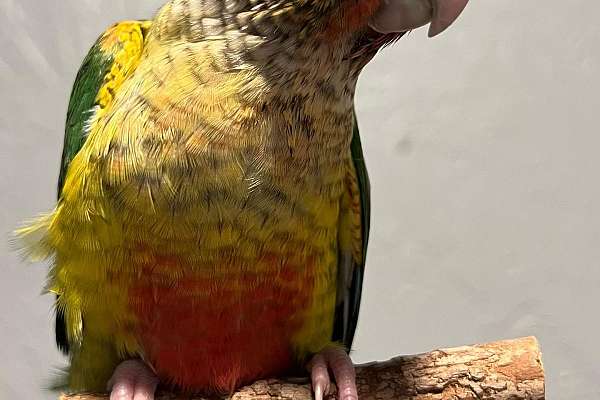 Sun cheek and turquoise green cheek babies