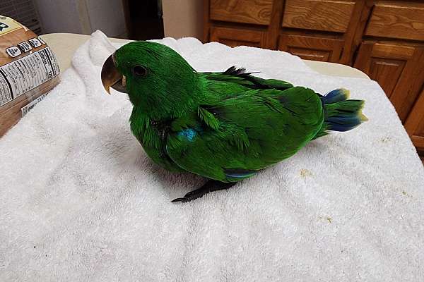 Handfed male eclectus*SOLD*