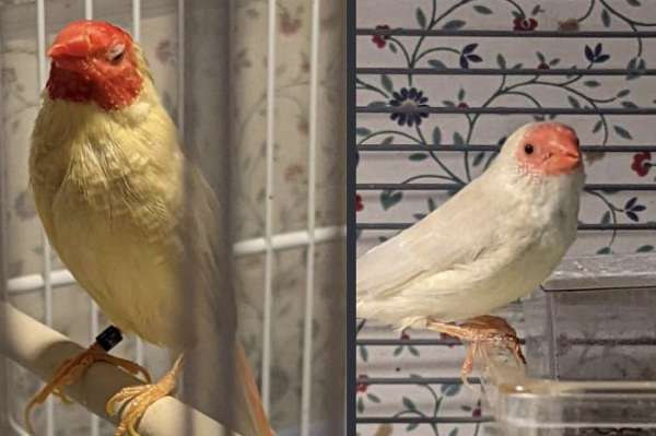 group of 9 star finches (no shipping, various colors)