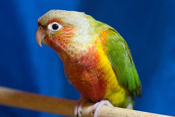 Bright pineapple green cheek male