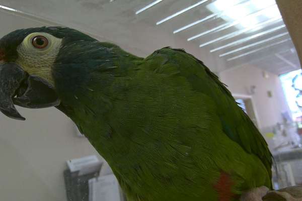 Illiger macaw