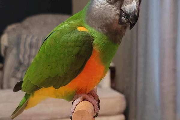 Senegal Parrot for sale