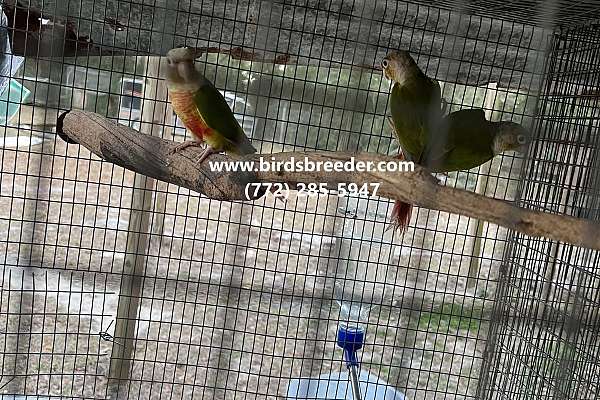 Three surgically sexed female Pineapple Greencheeks available at $250 each