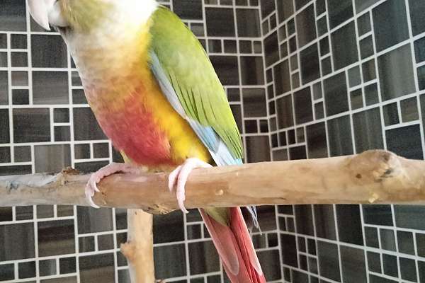 Hand-Fed +Raised, tame Pet Quality Green Cheek Conures