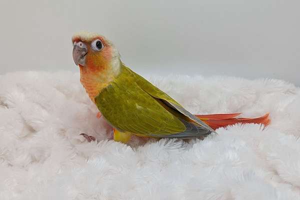 Dilute Green Cheek Conure