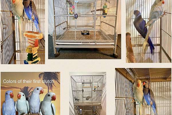 Indian Ringneck pair