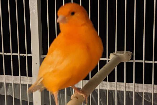 2021 red factor male canary (uncolored, no shipping)