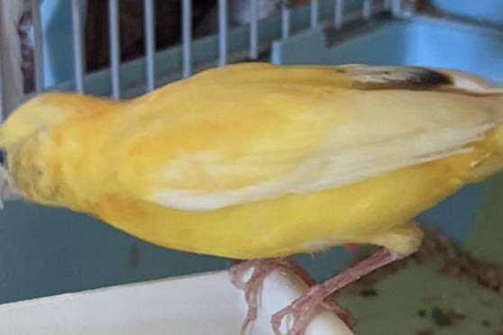 rehoming: 2 male russian singer canaries (blind in 1 eye, no shipping)