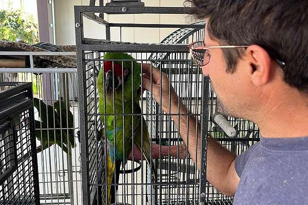 Military Macaw - Parrot Friendly
