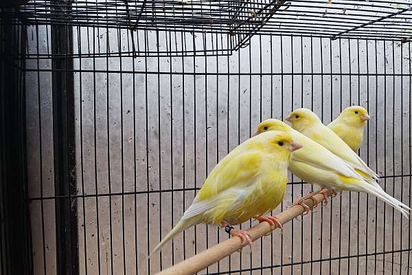 Canary - Many To Choose From