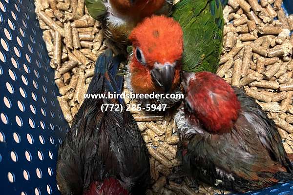 Baby red factor Sun Conures available at $850 each with DNA Certificate