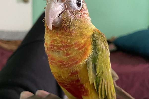 Red factor green cheek conure