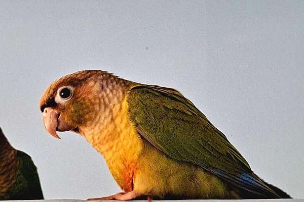 Baby Green Cheek Conure Cinnamon/Turquoise