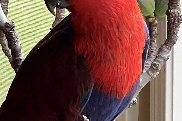Beautiful female eclectus