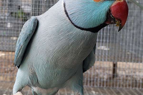 Blue male Indian Ringneck
