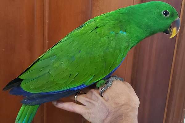 Solomon Island male Eclectus