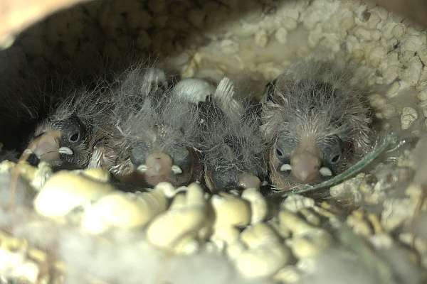 Baby Zebra Finches Available Soon!