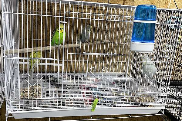 Four Parakeets With Cage, All together