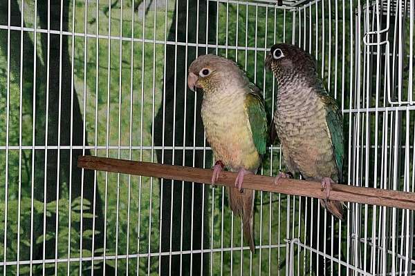 Bonded conure pair