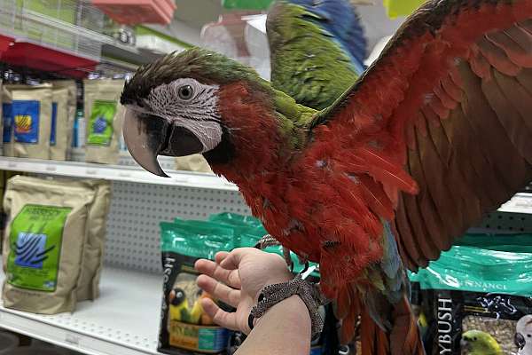 8 month old harlequin x greenwing macaw for sale