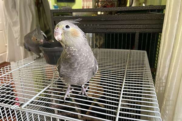 Gray baby cockatiels