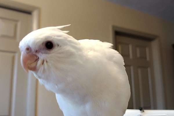 White Ino Female baby cockatiel - shipping available