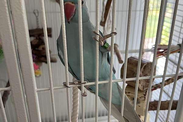 Gorgeous 1 yr old Male Blue Indian Ringneck