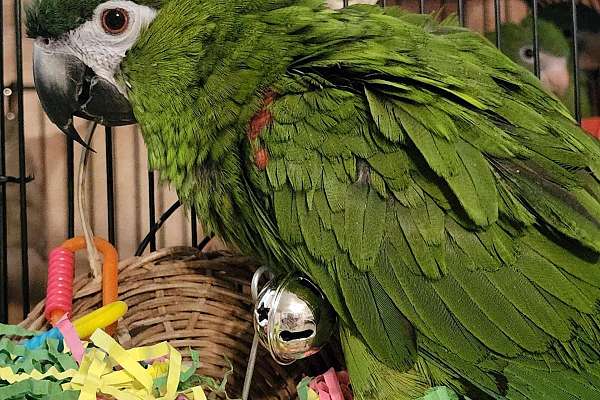 Hahns Macaw