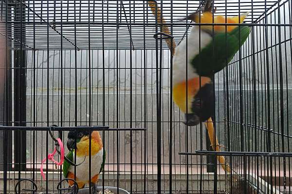 Caiques - Female Hand Tamed