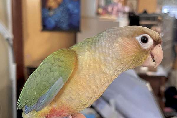 Cinnamon Dilute Green Cheek Conure