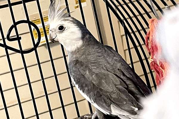 3 Cockatiel Breeding Pairs