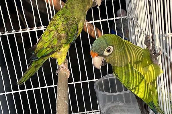 Half moon Conure Breeder pair