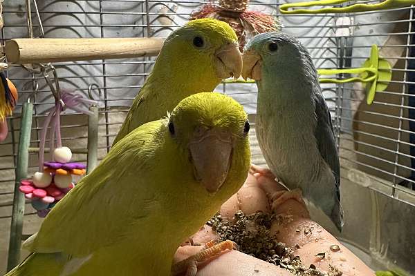 Parrotlet for sell