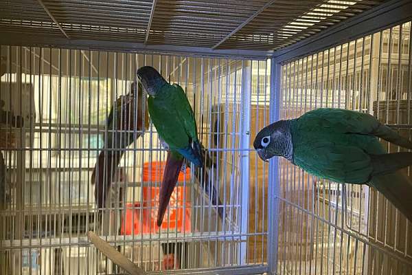 Proven pair conures